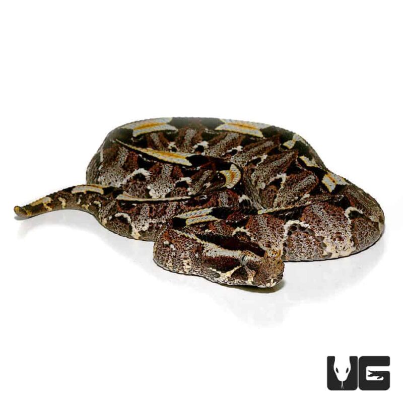 BABY WEST AFRICAN GABOON VIPER FOR SALE - Reptiles for sale
