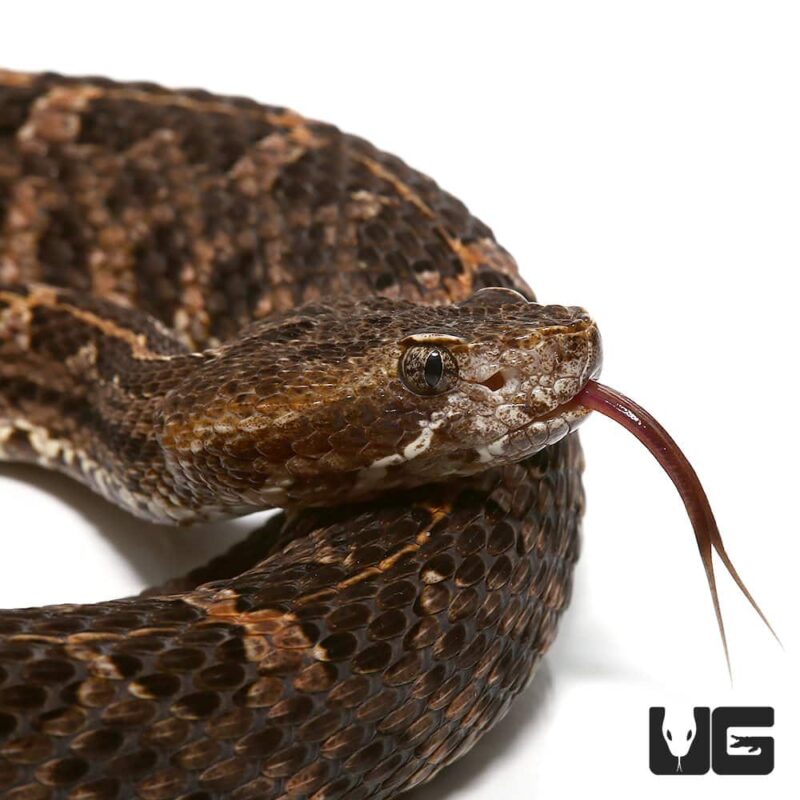 ADULT RED FLAME SQUAMIGERA BUSH VIPERS FOR SALE - Reptiles for sale