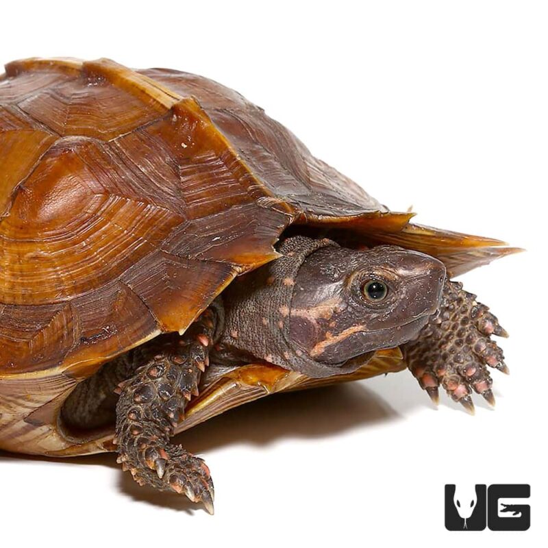 SPINY TURTLES FOR SALE - Reptiles for sale