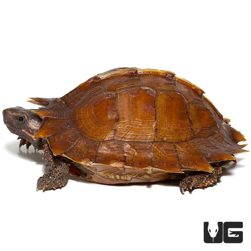 SPINY TURTLES FOR SALE - Reptiles for sale
