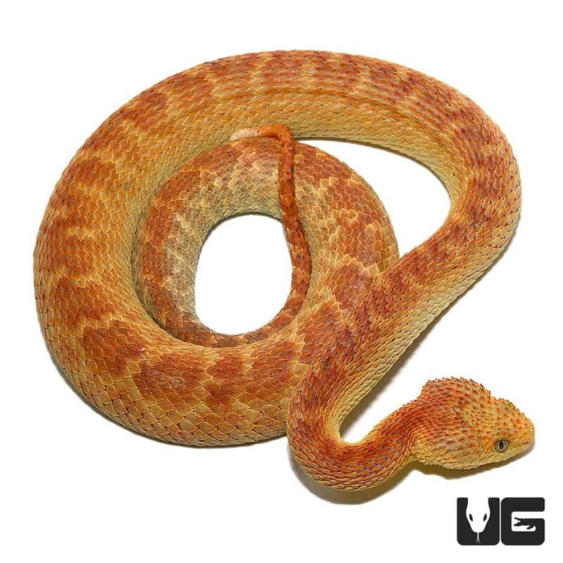SQUAMIGERA BUSH VIPERS FOR SALE - Reptiles for sale