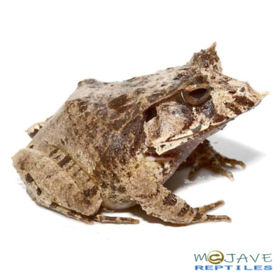 WHITE OAK EYELASH FROGS FOR SALE - Reptiles for sale
