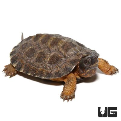 YEARLING HYPO SNAPPING TURTLES FOR SALE - Reptiles for sale