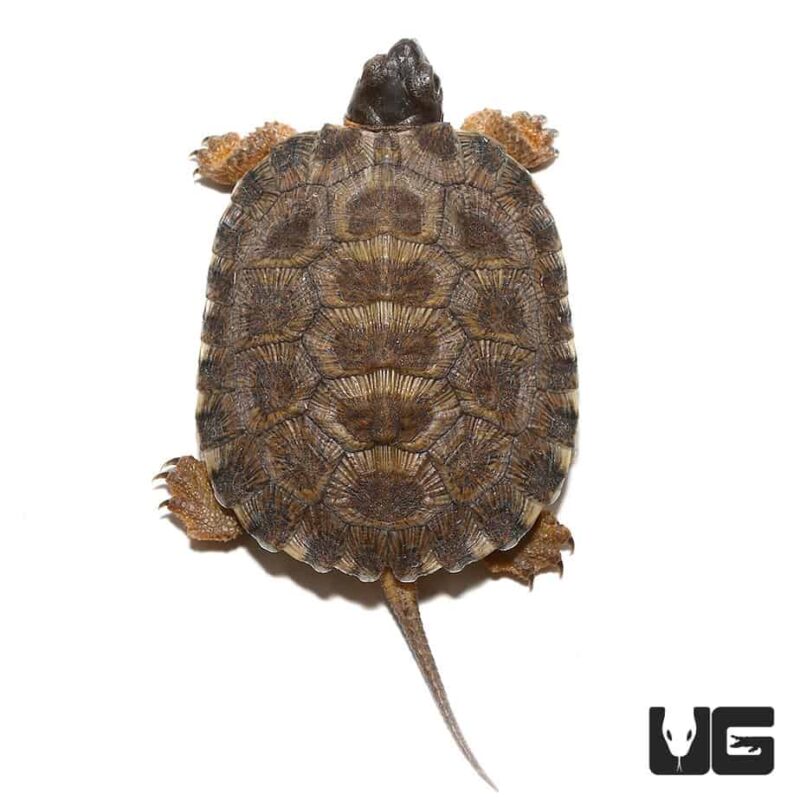 YEARLING HYPO SNAPPING TURTLES FOR SALE - Reptiles for sale